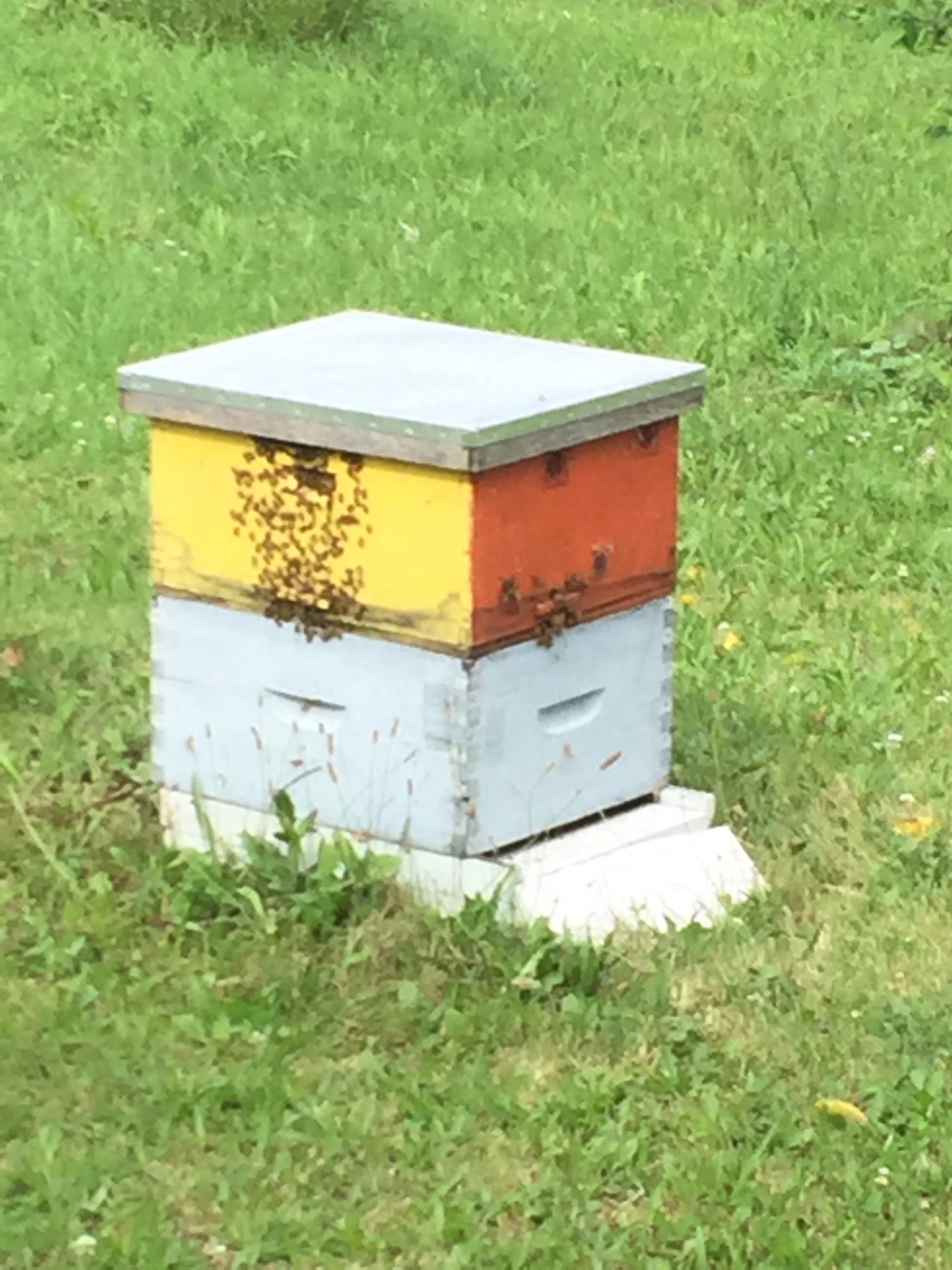 Bee Lines: Queen Castles